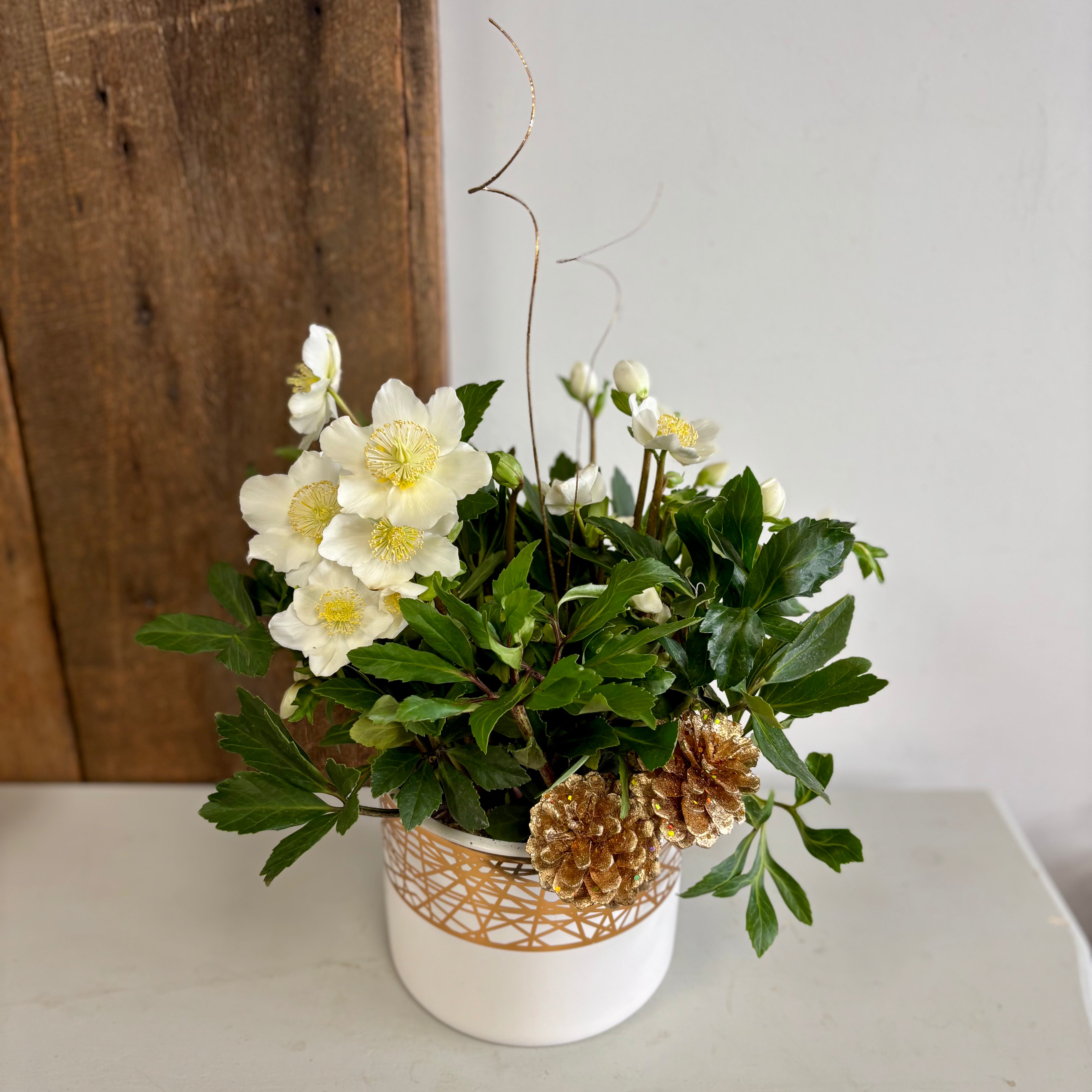 White Hellebore Plant – The Village Green Flower Shop